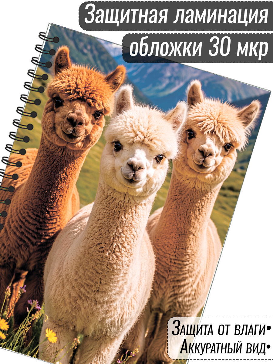 Блокнот Альпаки, Alpacas — фото 1