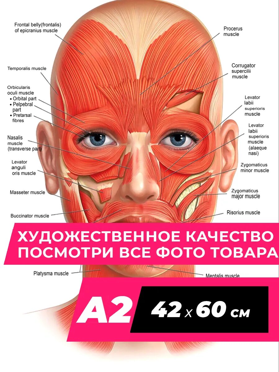 Постер Анатомия лица человека на стену A2, матовая фотобумага премиум качества