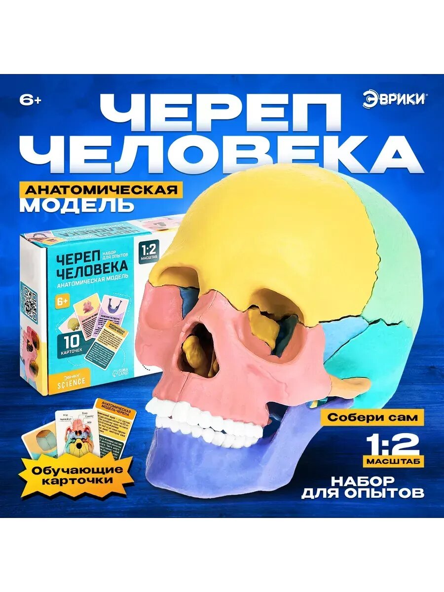 Набор для опытов Череп человека анатомическая модель