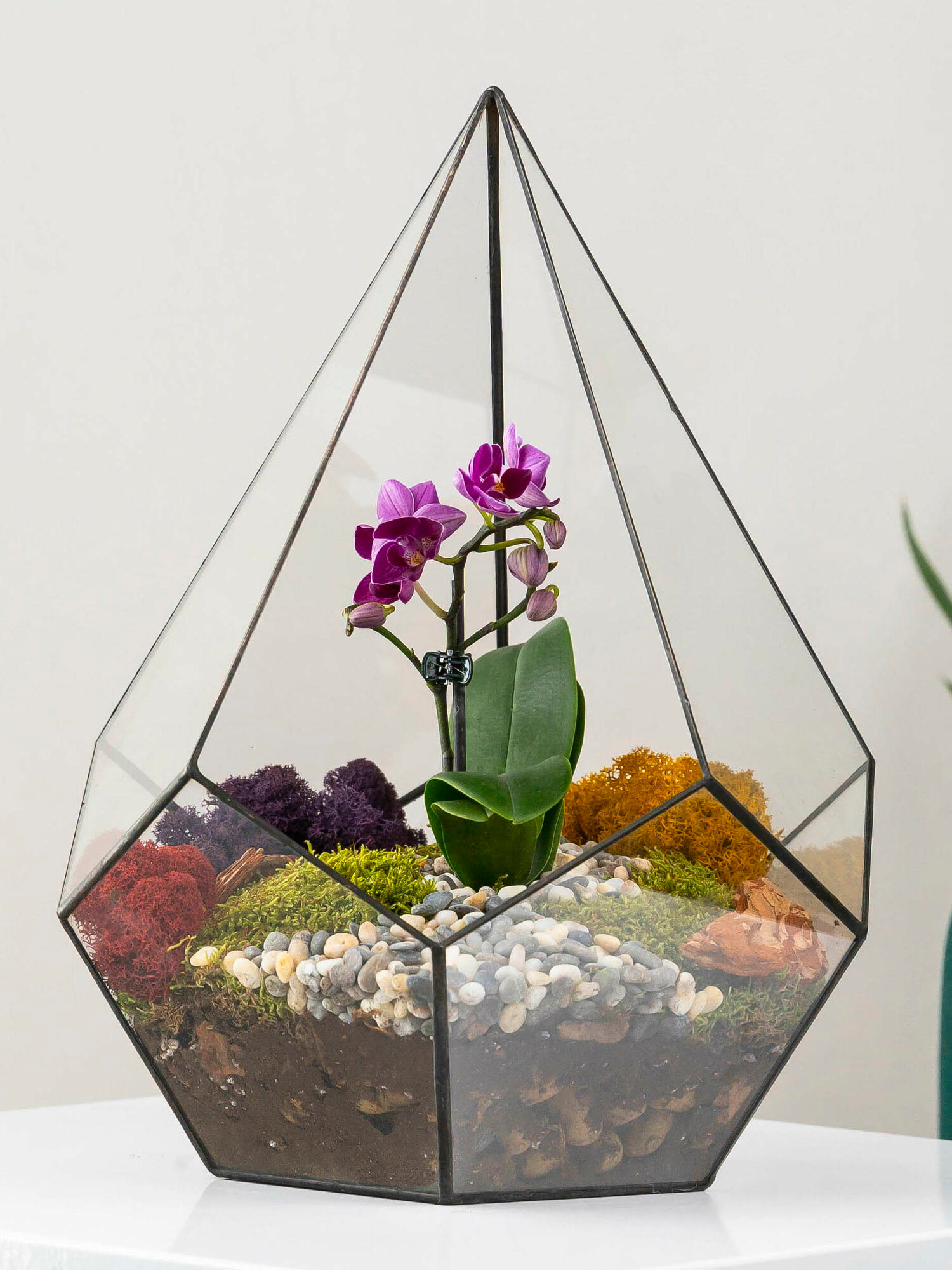 Geo Glass: Орхидея фаленопсис во флорариуме , живая орхидея в колбе для растений