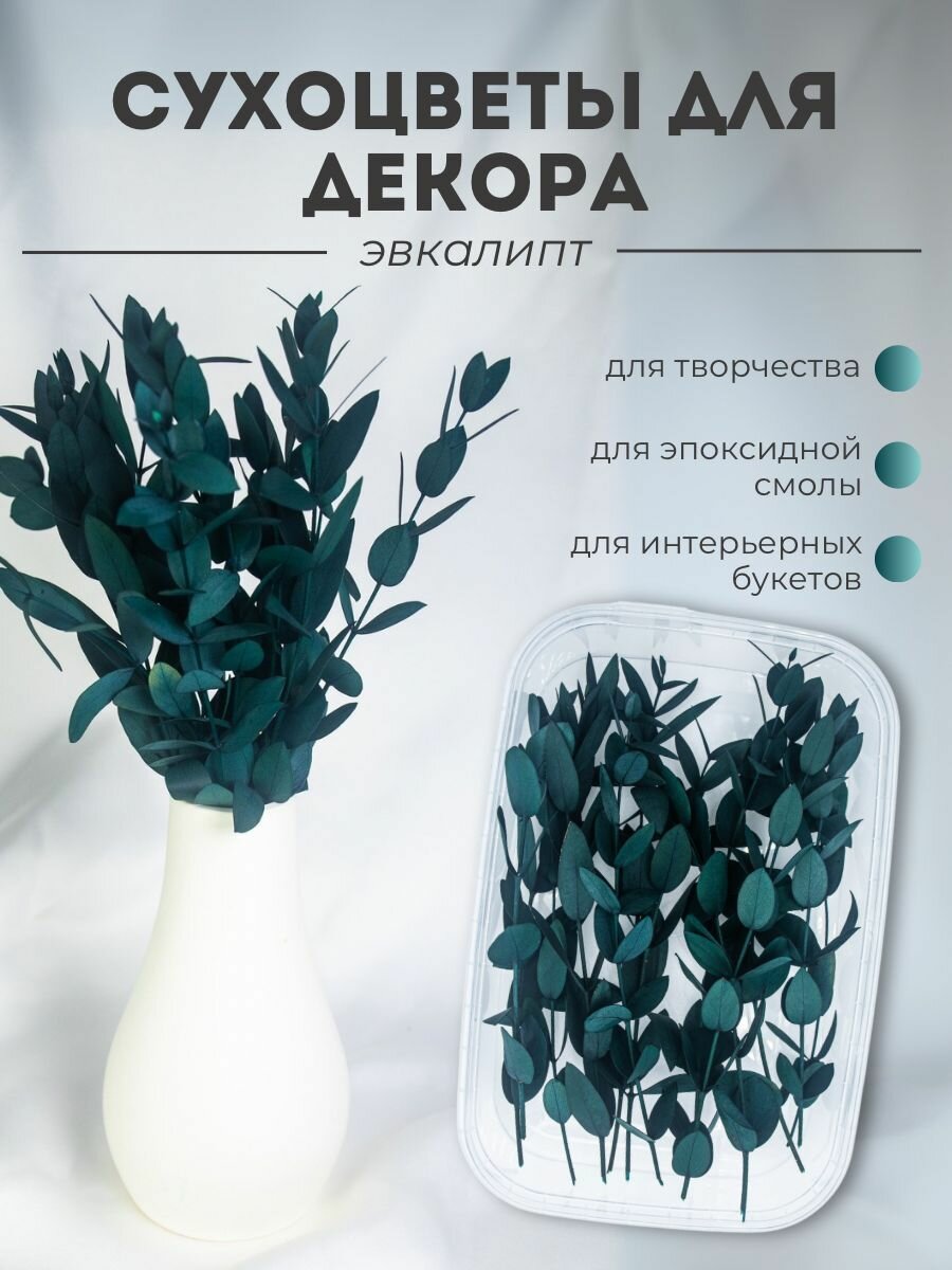 Сухоцветы Эвкалипта стабилизированные для декора и творчества, бирюзовые, 1 упаковки,