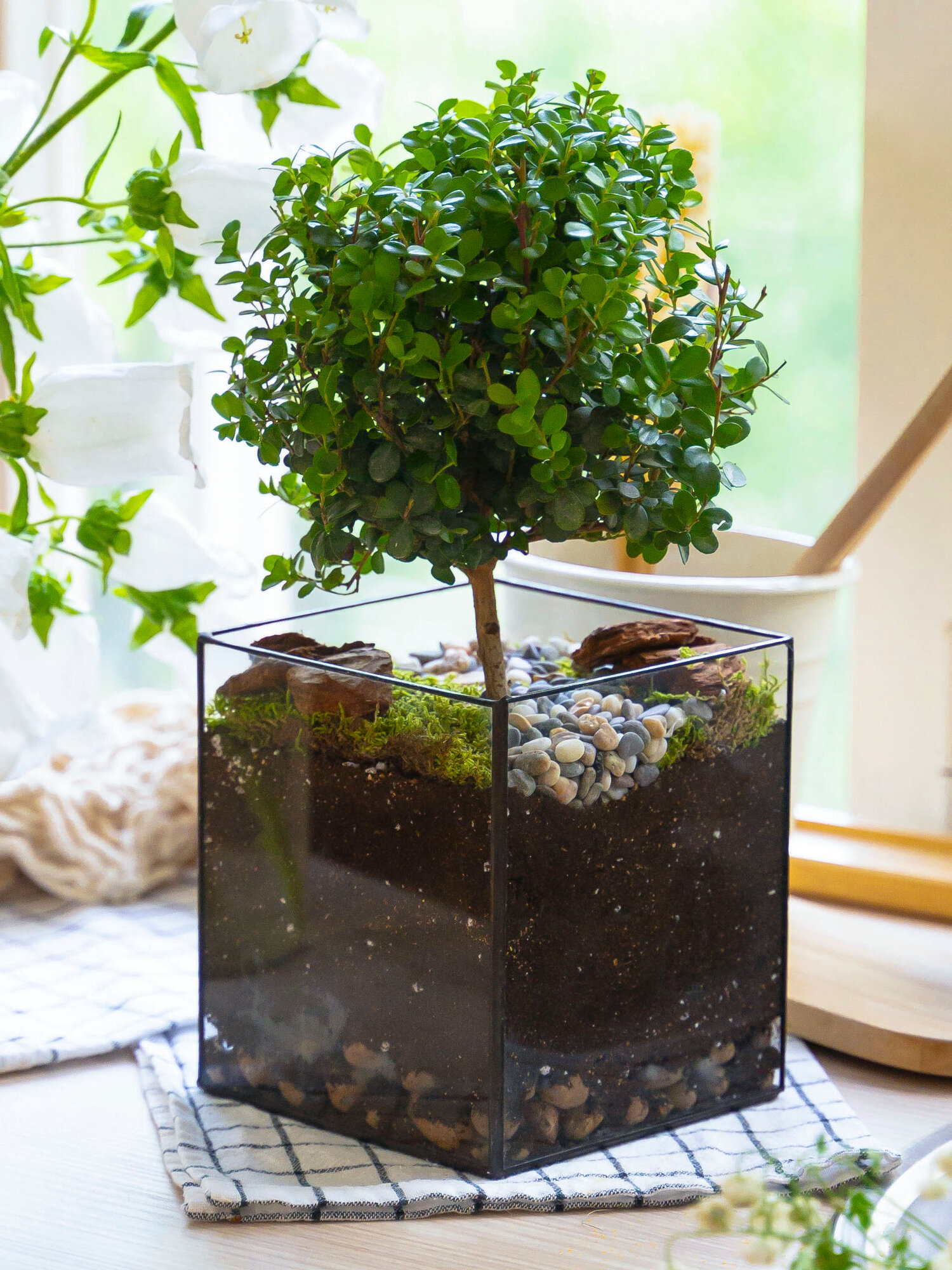 Geo Glass: Мирсина африканская в кашпо из стекла , живое дерево 30-35 см