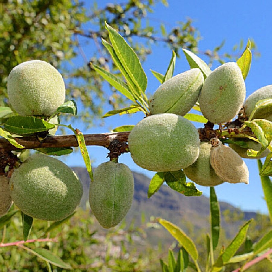 Семена Deodar SEEDS COMPANY Миндаль самаркандский бумажный 10 штук