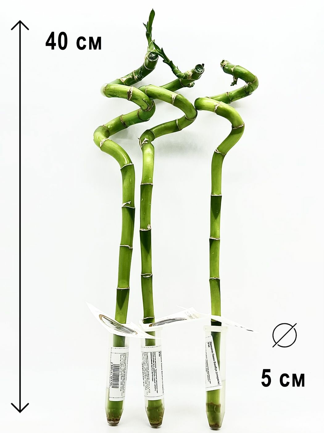 Драцена Бамбук Лакки спираль 3шт, высота 40см