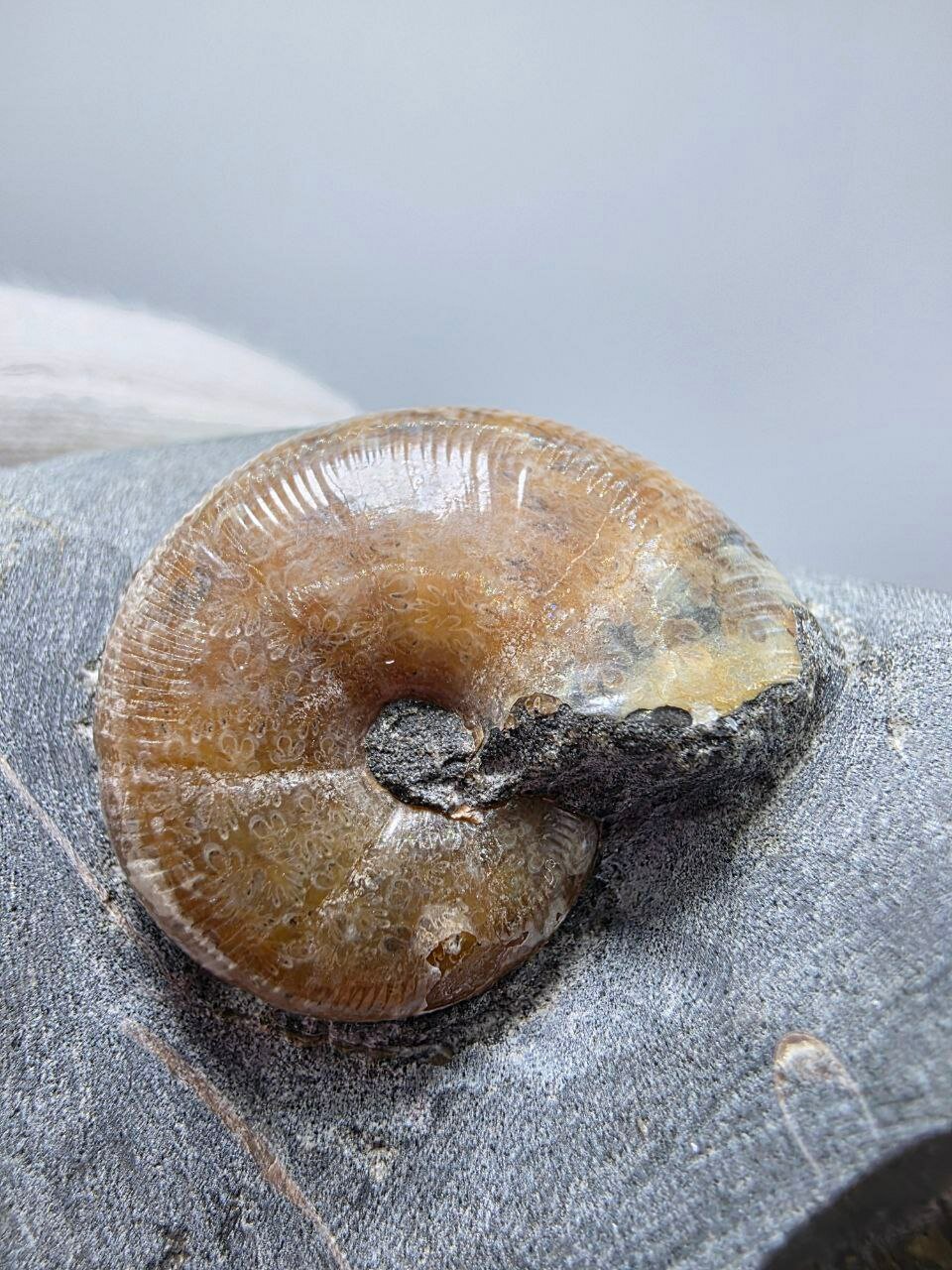 Аммонит перламутровый в породе 66 мм, 100 г.