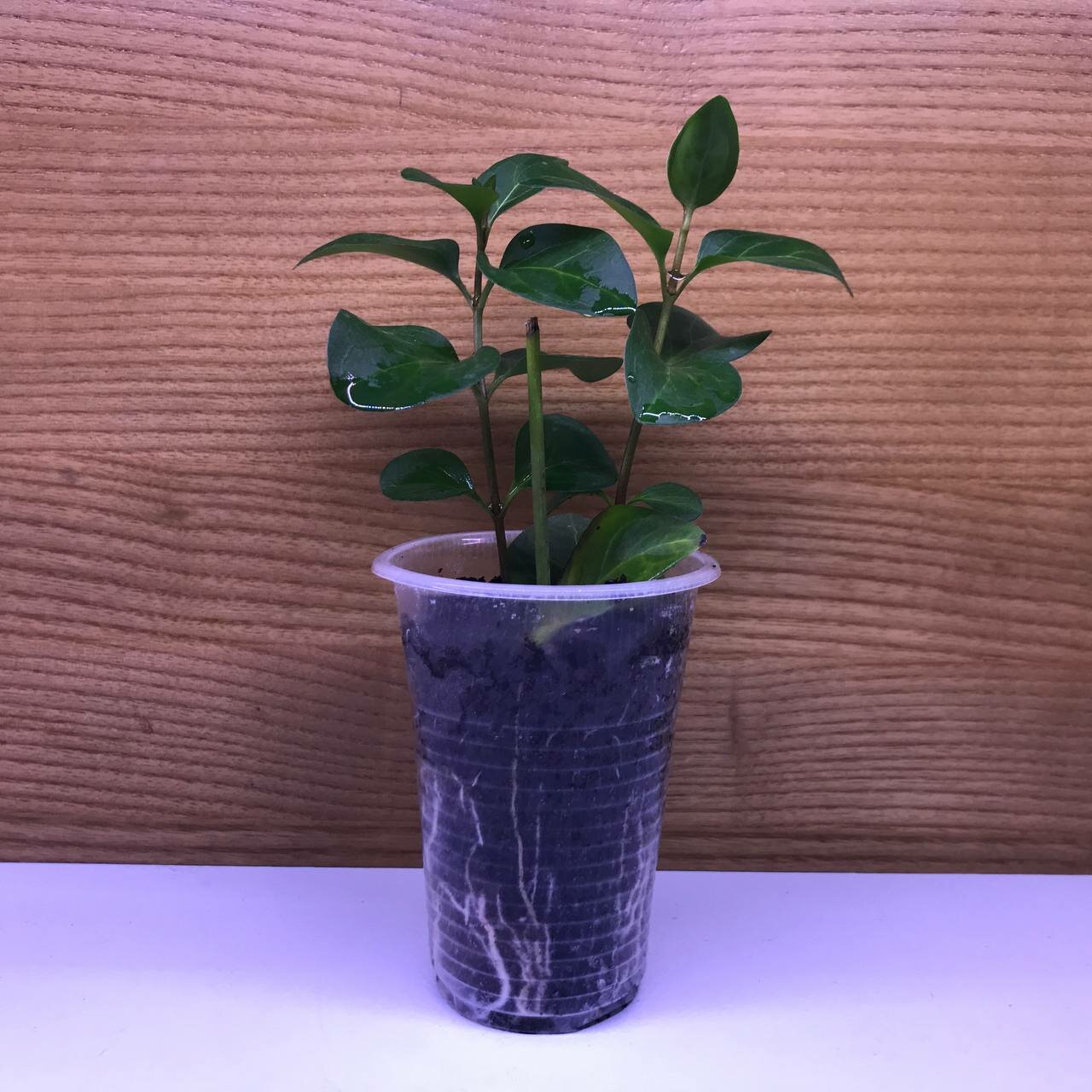 Барвинок Бумеранг