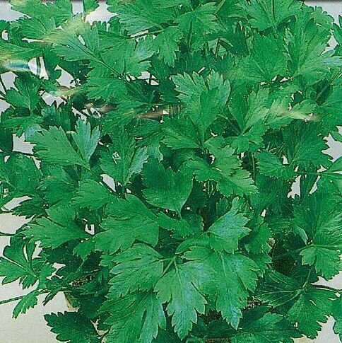 Коллекционные семена петрушки листовая Утренняя свежесть