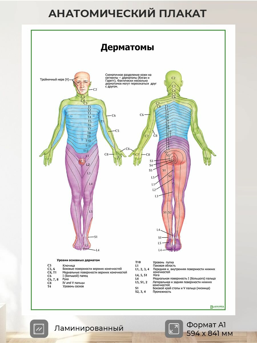 Обучающий медицинский плакат ламинированный формат А1 Дерматомы