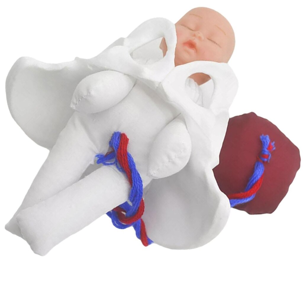 Анатомически точная модель обучения родам Легкая конструкция из ПВХ для использования в классе