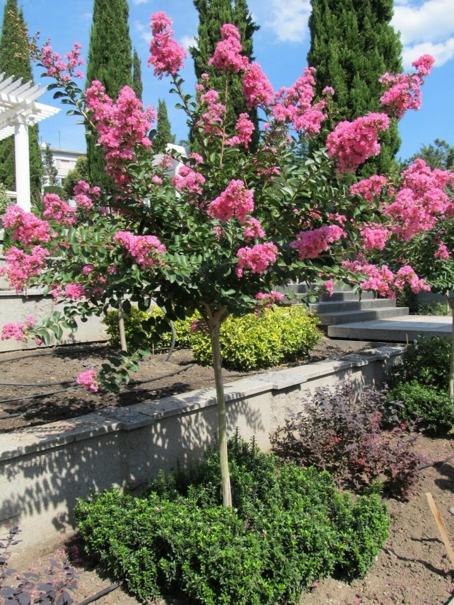Семена Лагерстремия Индийская (Lagerstroemia indica), 10 штук