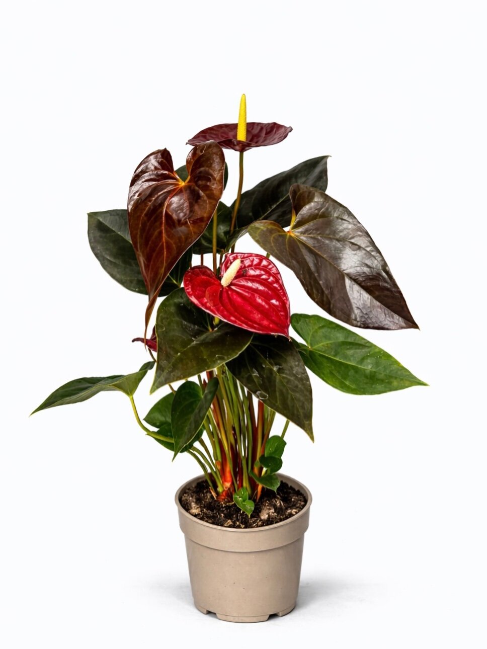 Антуриум Деликата красный (Anthurium Andreanum Delicata "Red") 14см