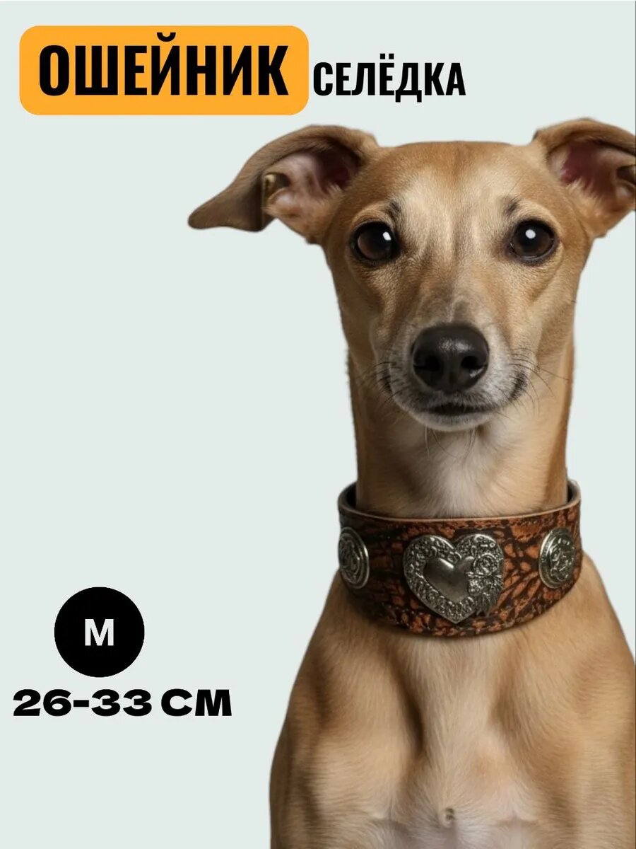 Dogbond ошейник-селедка для малых и средних пород