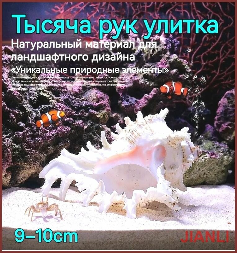 Ракушка морская, натуральная Мурекс, " Белая невеста" 9-10см./декорация для аквариума