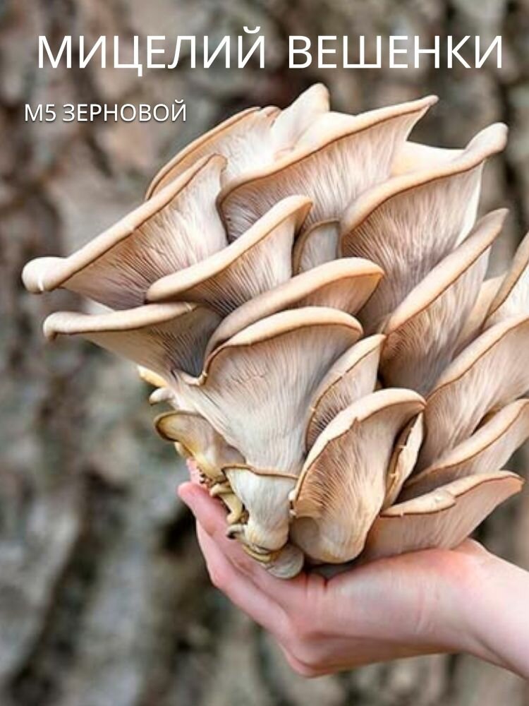 Мицелий вешенки зерновой /штамм м5/ 350 грамм