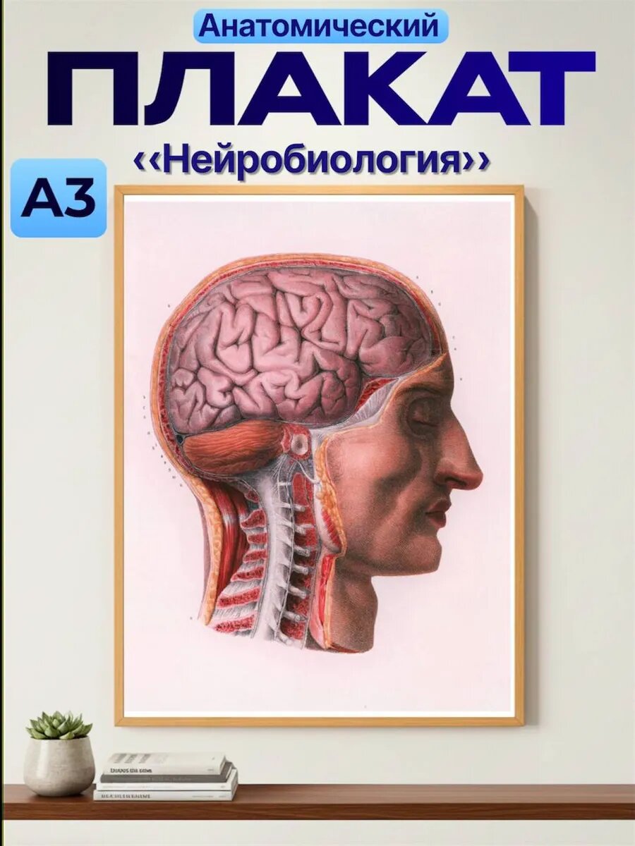 Постер медицинский, мозг с извилинами, костная система, А3 анатомия, хирургия