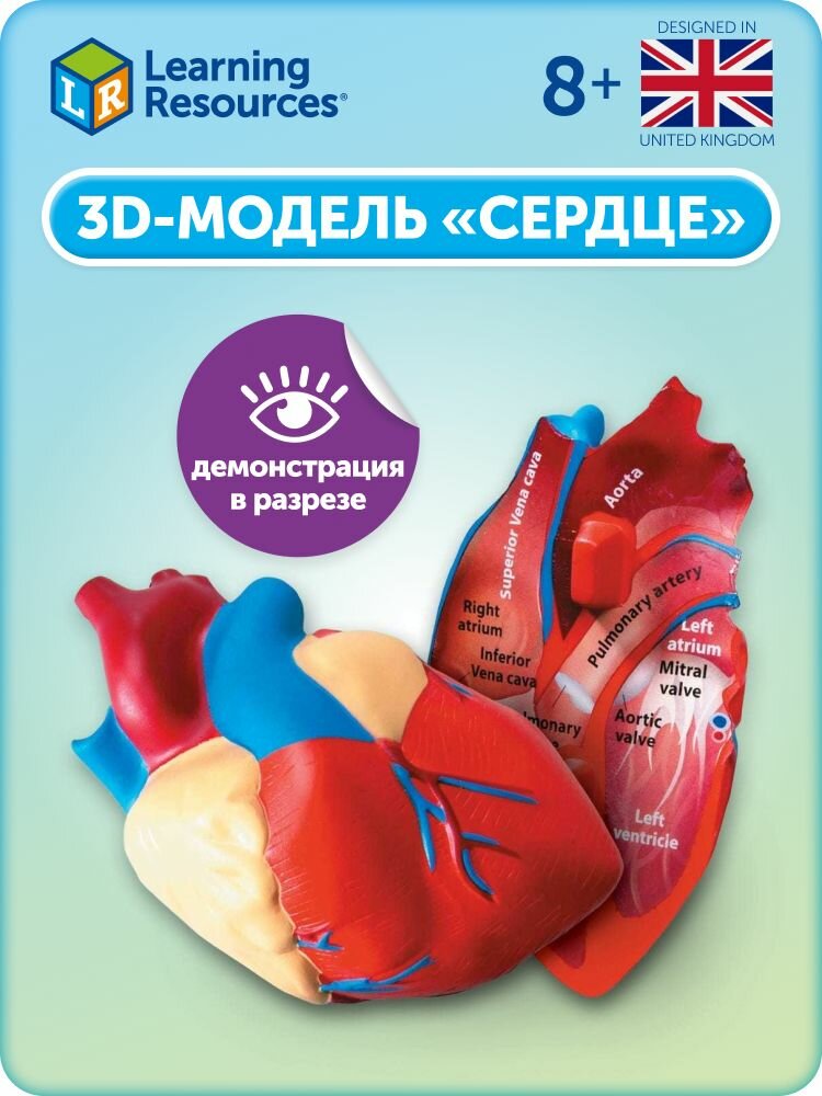 Демонстрационная модель Learning Resources "Сердце человека. Модель в разрезе". Набор для изучения строения сердца человека