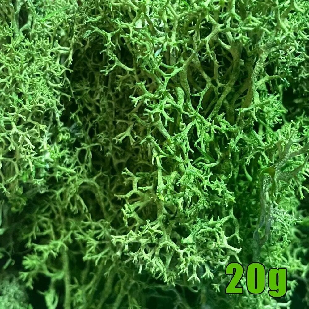 Стабилизированный мох Мох, 20 гр