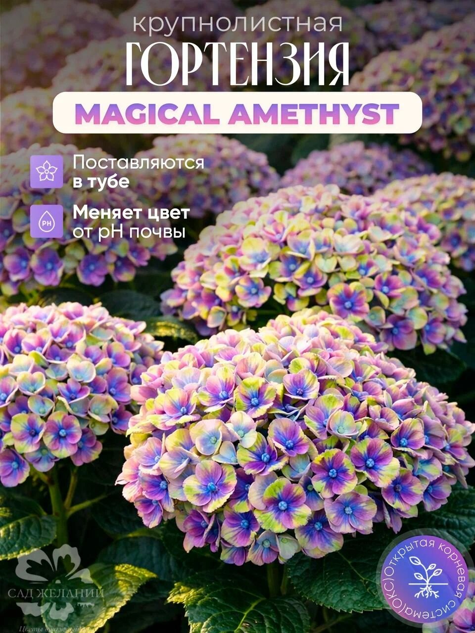 Гортензия крупнолистная серии Magical Ametist в тубе, живое растение в горшке, саженец для сада, озеленение участка