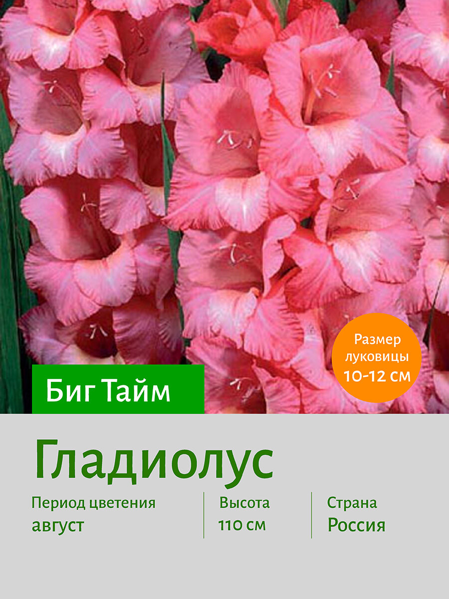 Гладиолус Биг Тайм (Big Taym) луковицы 1 шт сотка