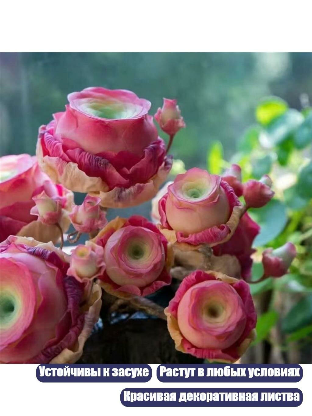 Горная роза — суккулентный саженец, 500 Розовых роз