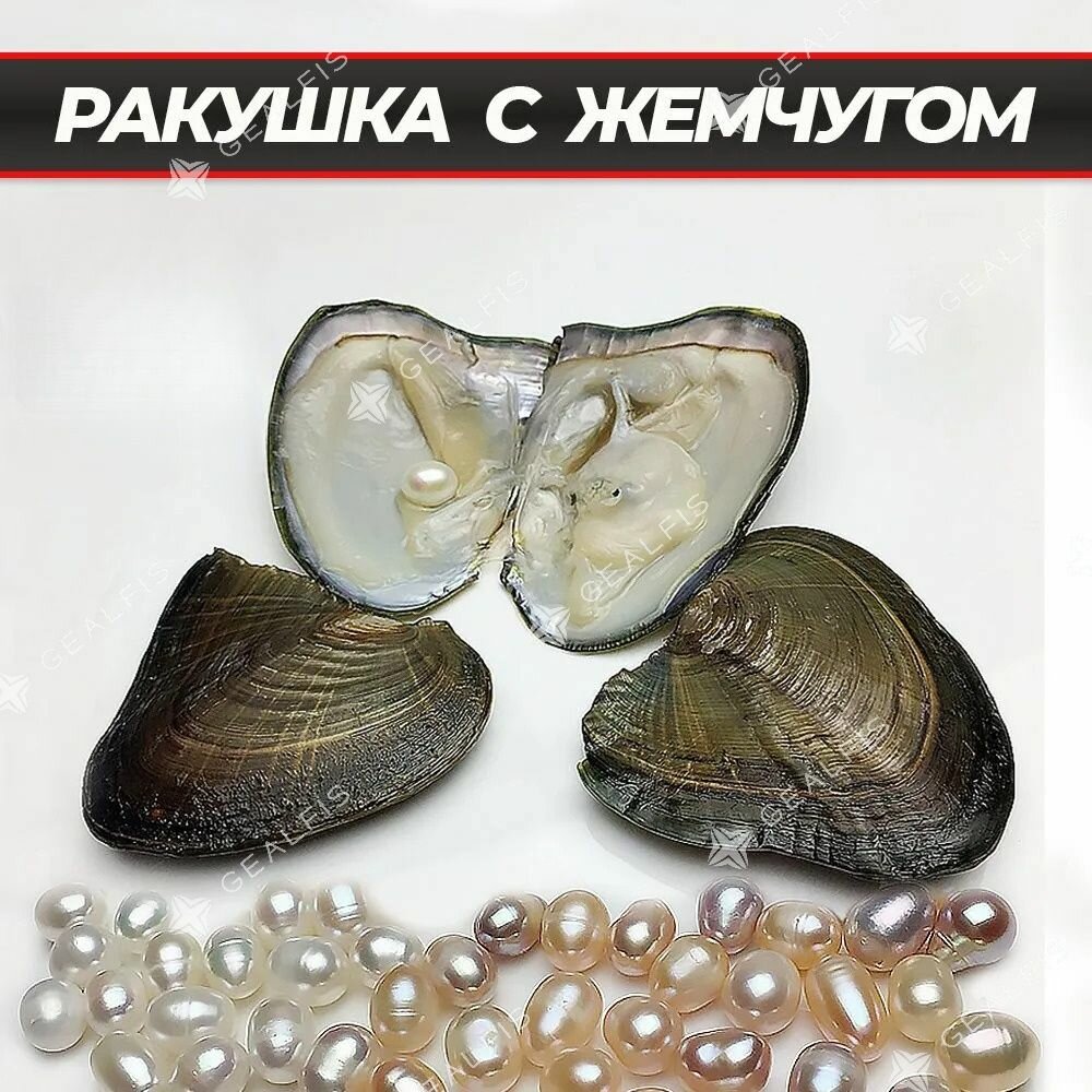 GEALFIS ракушка с настоящей пресноводной жемчужиной 1 шт — подарок на 14 февраля и 8 марта, оригинальная идея