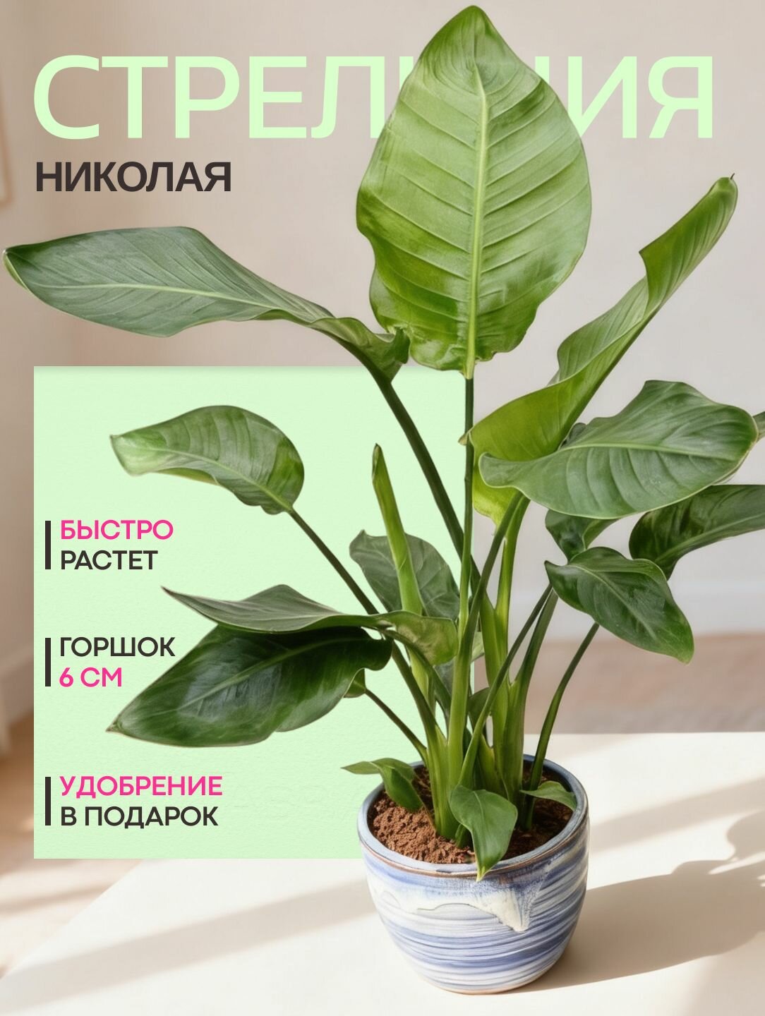 Стрелиция Николая комнатный цветок в горшке живой