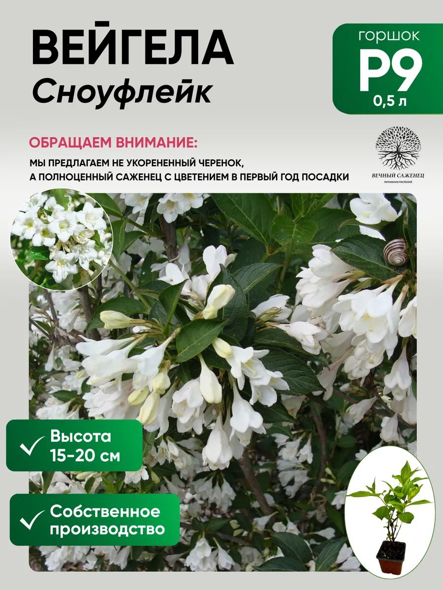 Вейгела Сноуфлейк, саженец для сада и дачи, декоративное растение для посадки