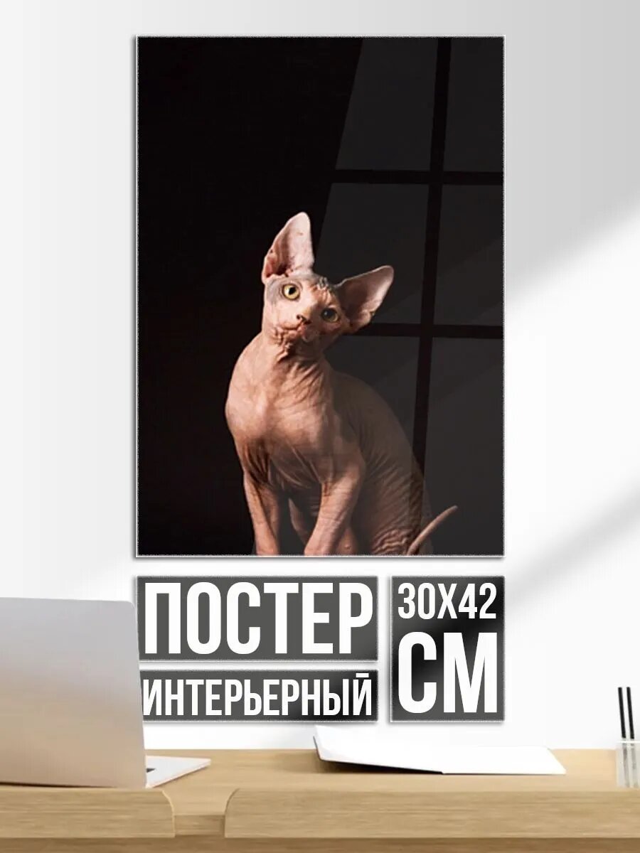 Постер на стену Молодая кошечка породы сфинкс
