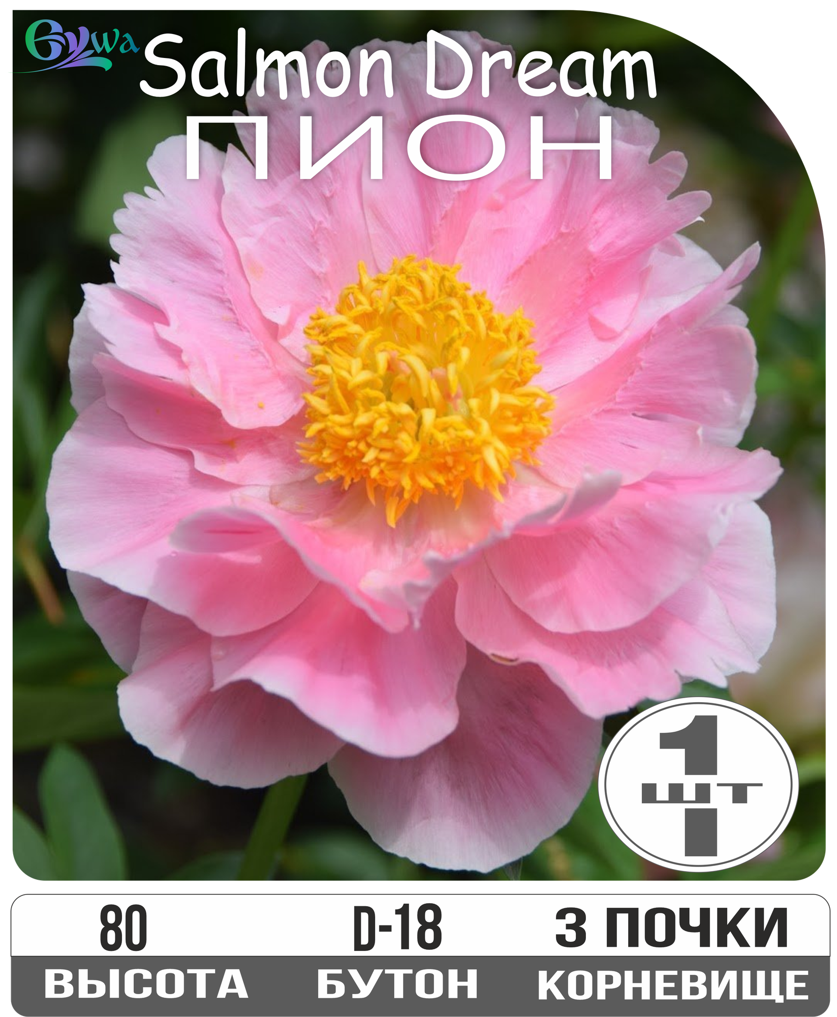 Пион Корневище, Салмон Дрим, 3 почки, многолетник, высота 80см, лососево-розовый