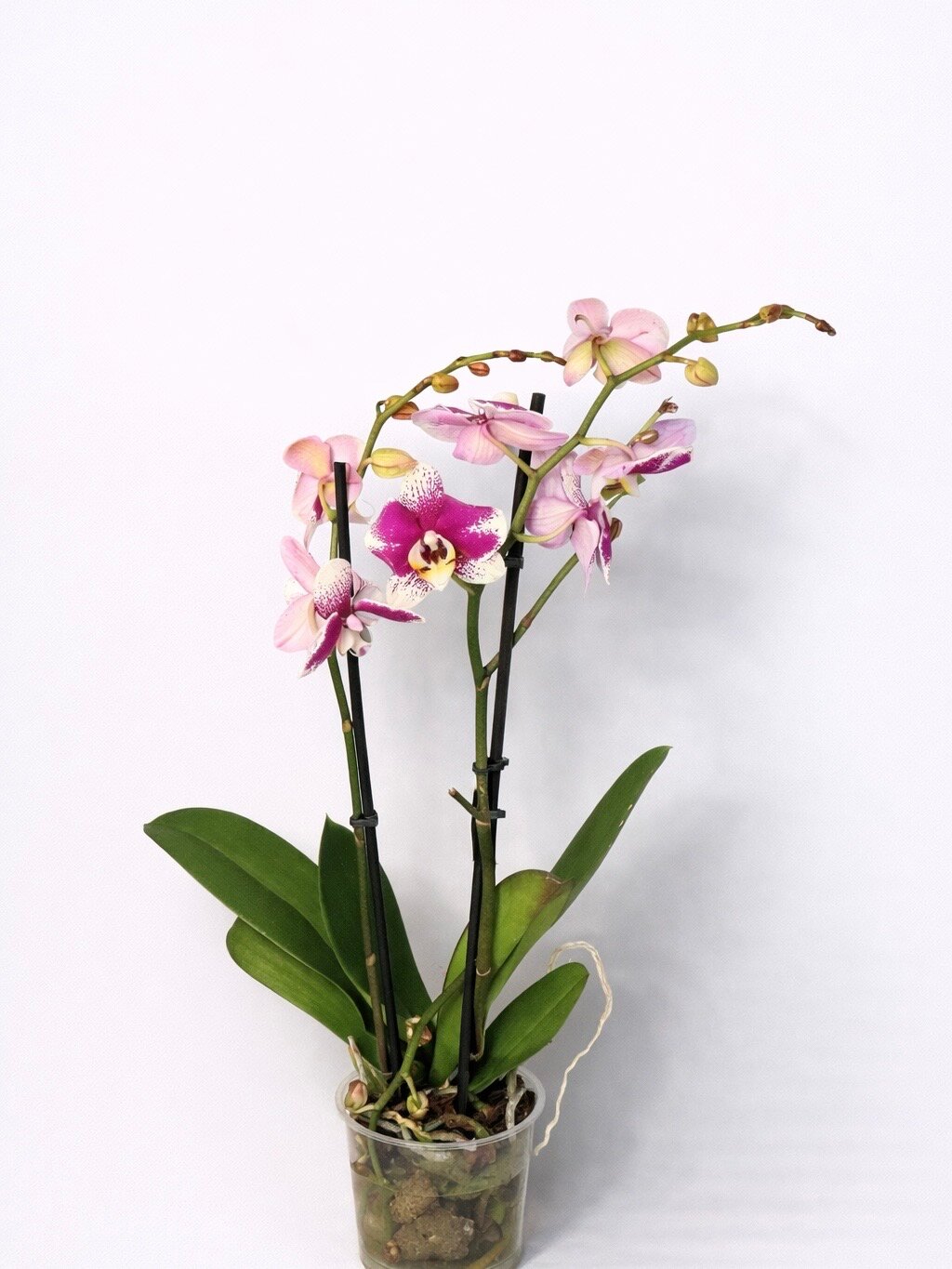 Орхидея Фаленопсис Макси розово-фиолетовая, 2 цветоноса (Phalaenopsis) — изысканная экзотика и роскошь цветения