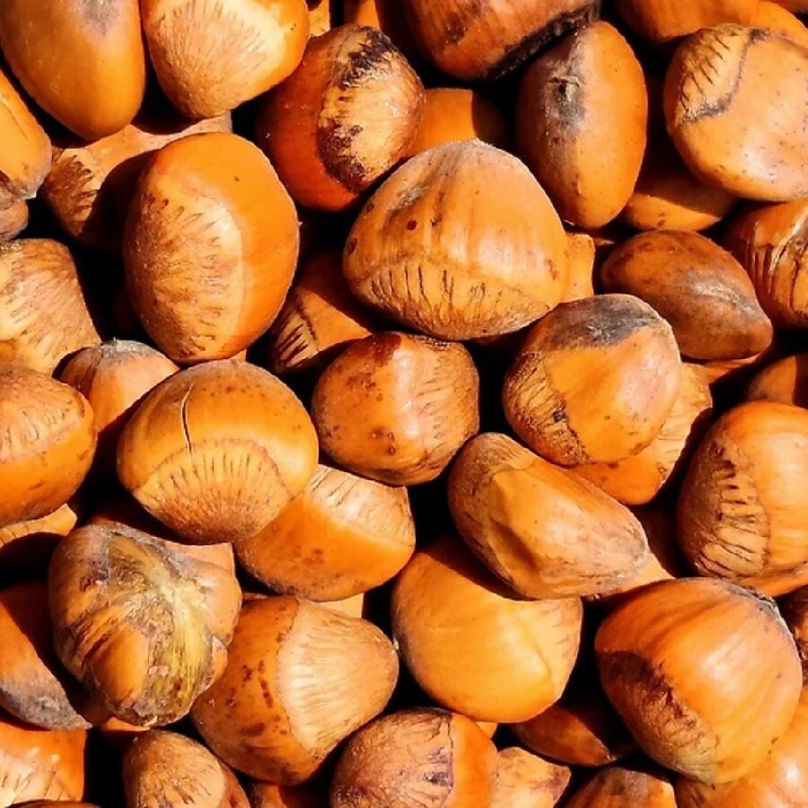 Семена Орешка Дикий гималайский фундук 10 ШТ