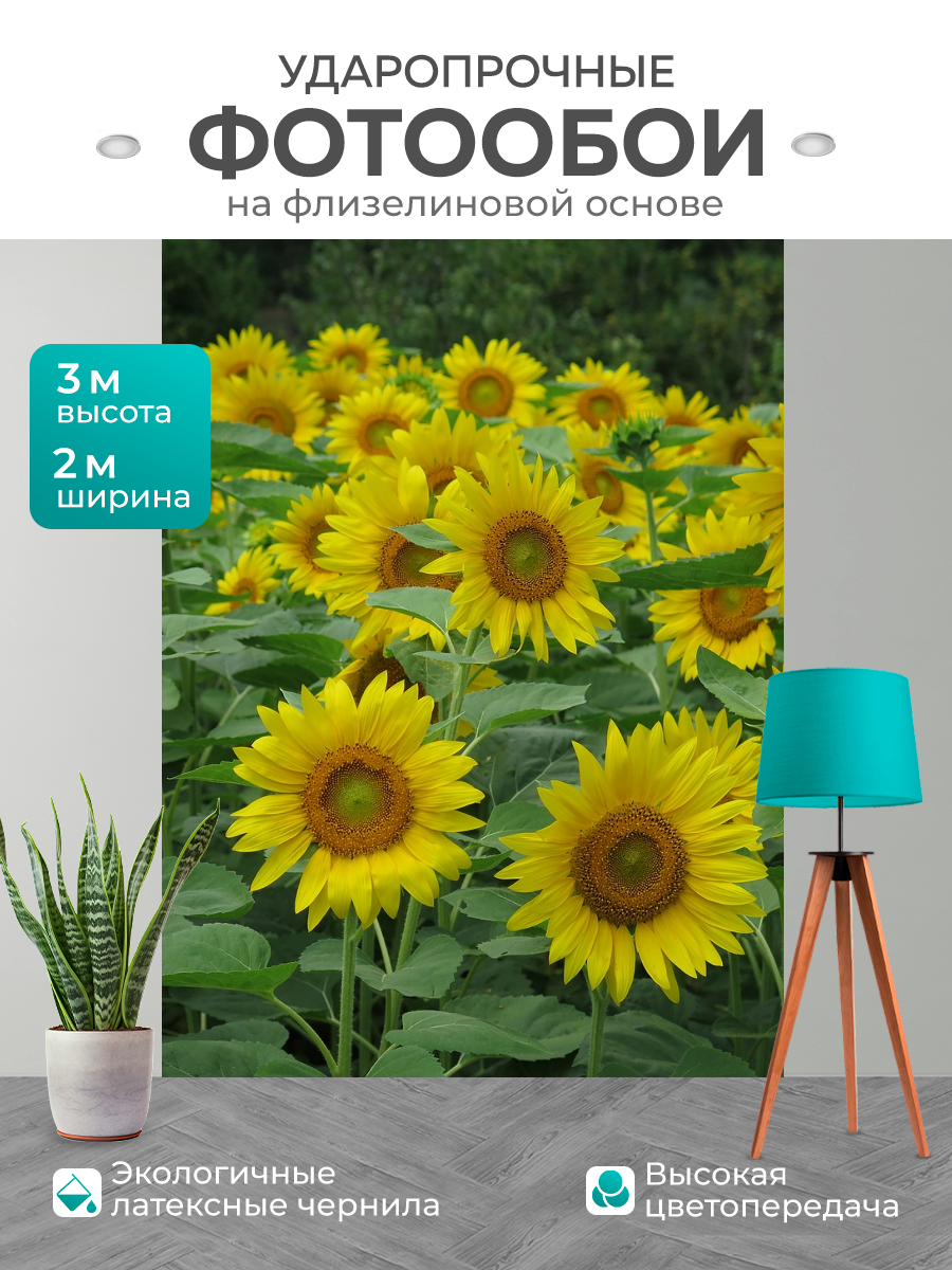 Фотообои моющиеся ударопрочные "Подсолнухи, цветы, желтый" 200x300 см. флизелиновые на стену