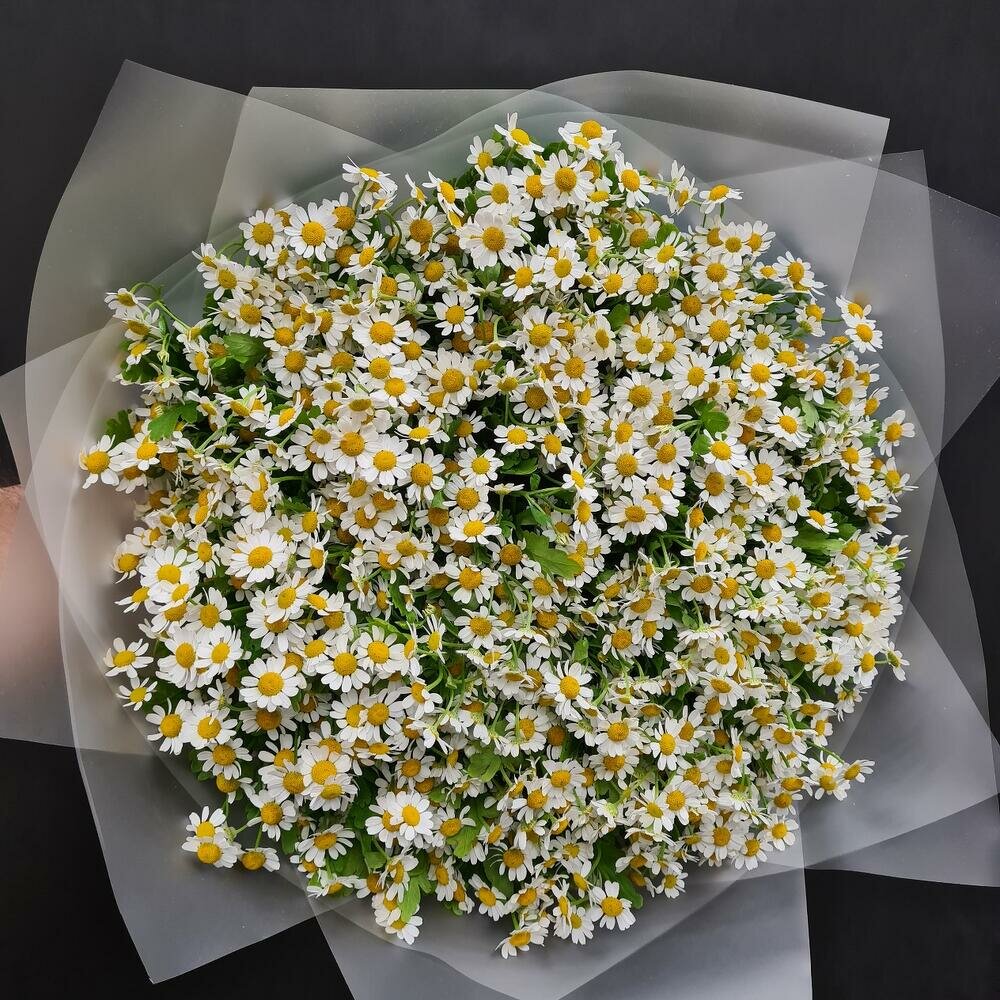 49 ромашка / Букет из 49 кустовой ромашки в авторской упаковке / Цветы ромашки