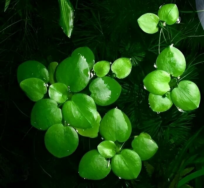 Лимнобиум. Тройная порция. Живое аквариумное растение