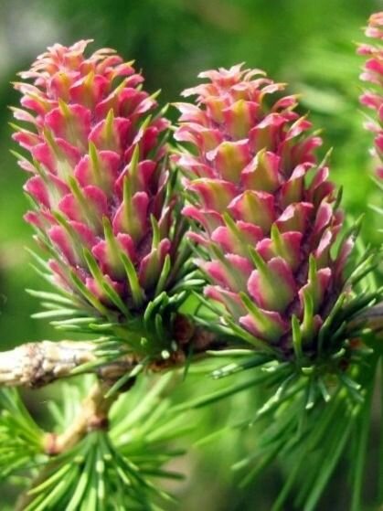 Лиственница европейская, Р9, 15-20 см