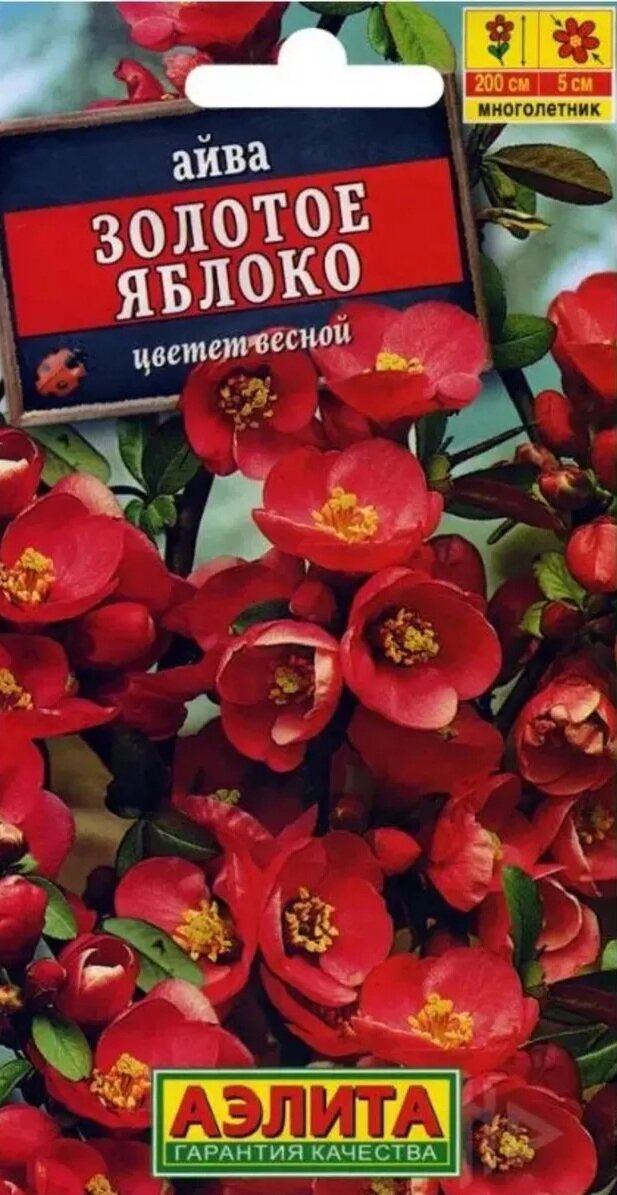 Семена айвы Аэлита Золотое яблоко, раннеспелый, 10 шт