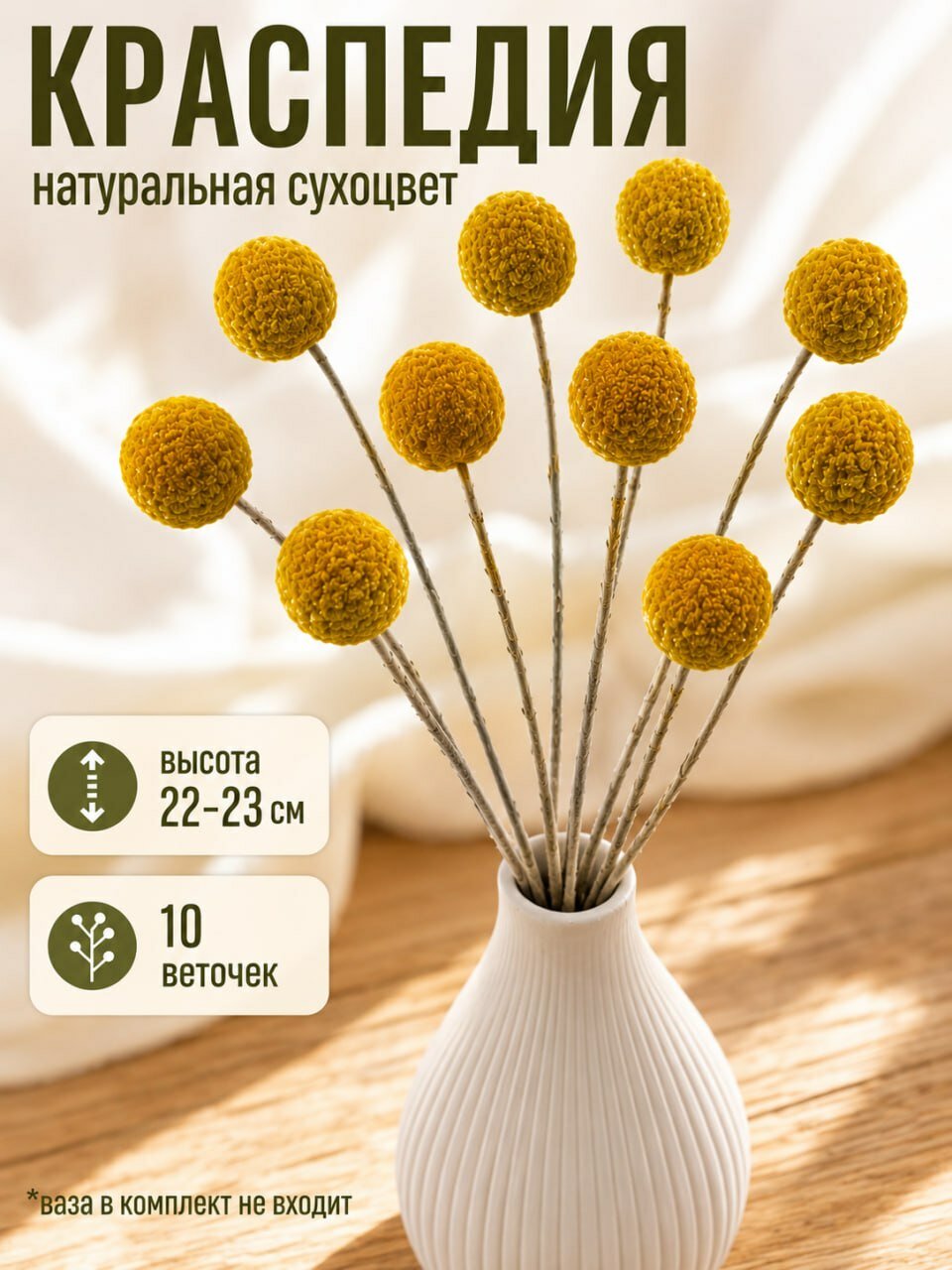 Краспедия сухоцветы для декора