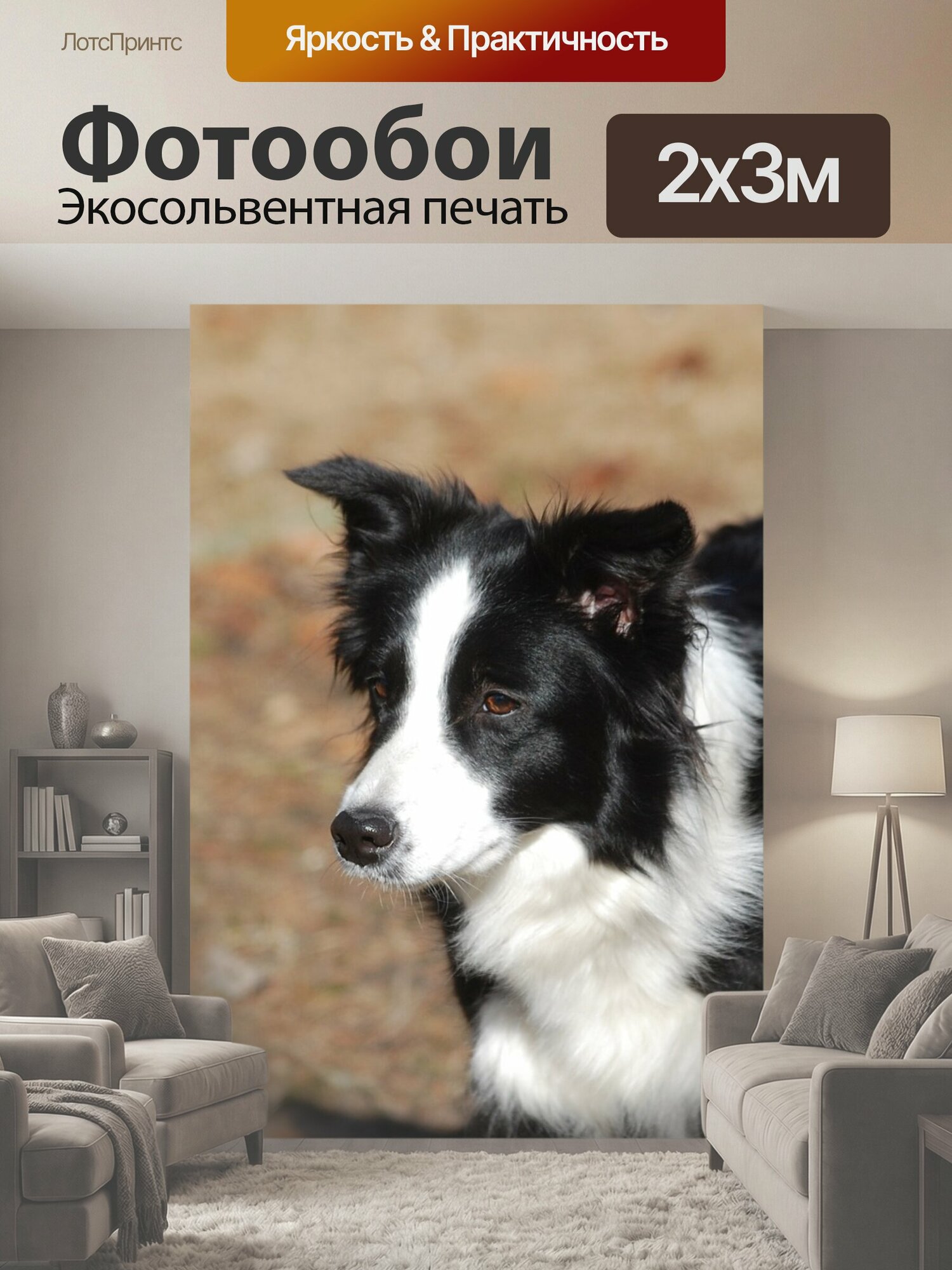 Фотообои "Бордер-колли, собака, домашний питомец" 200x300 см. экосольвентная печать