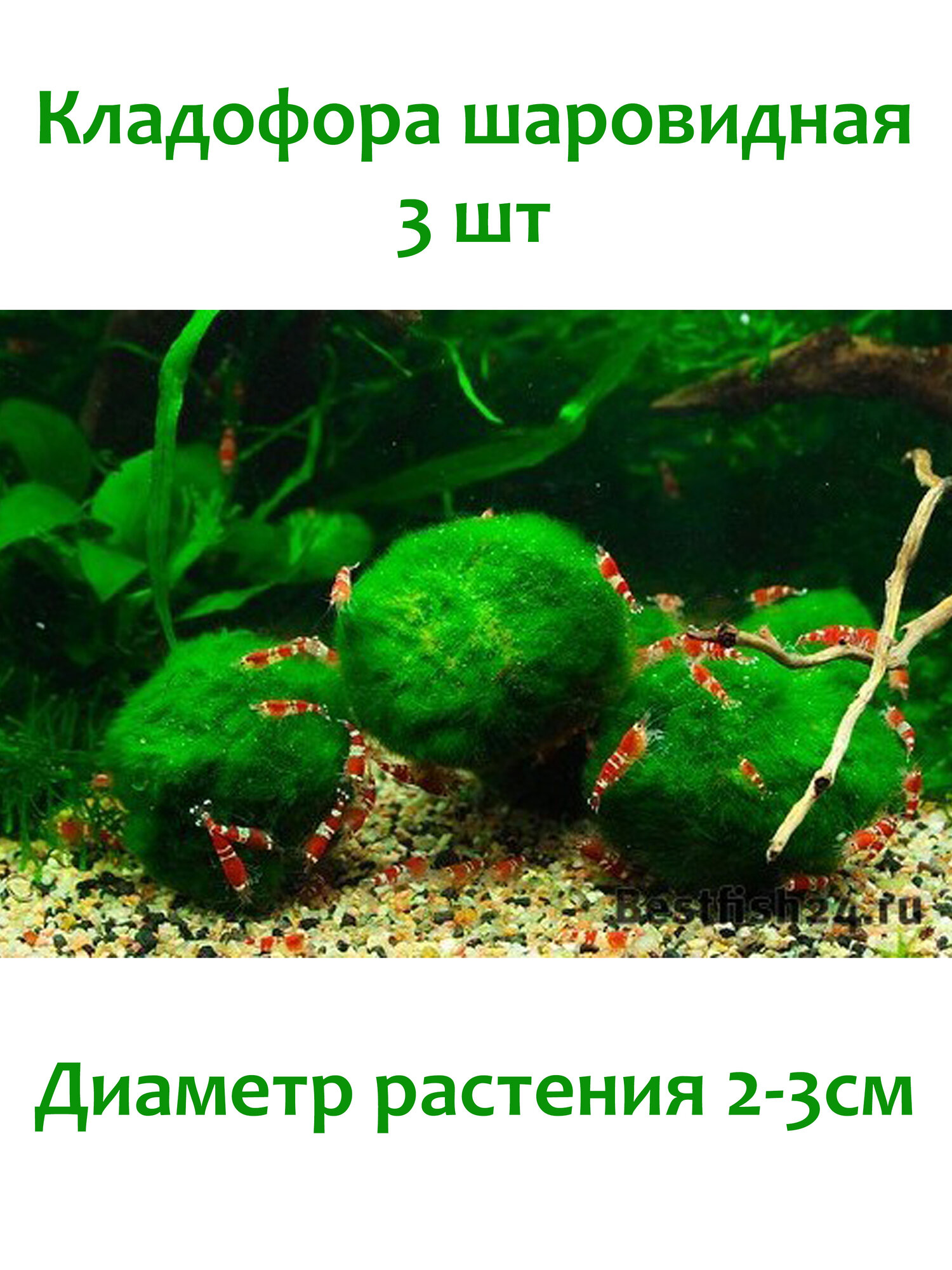 Bestfish24 Кладофора шаровидная 2-3см 3шт