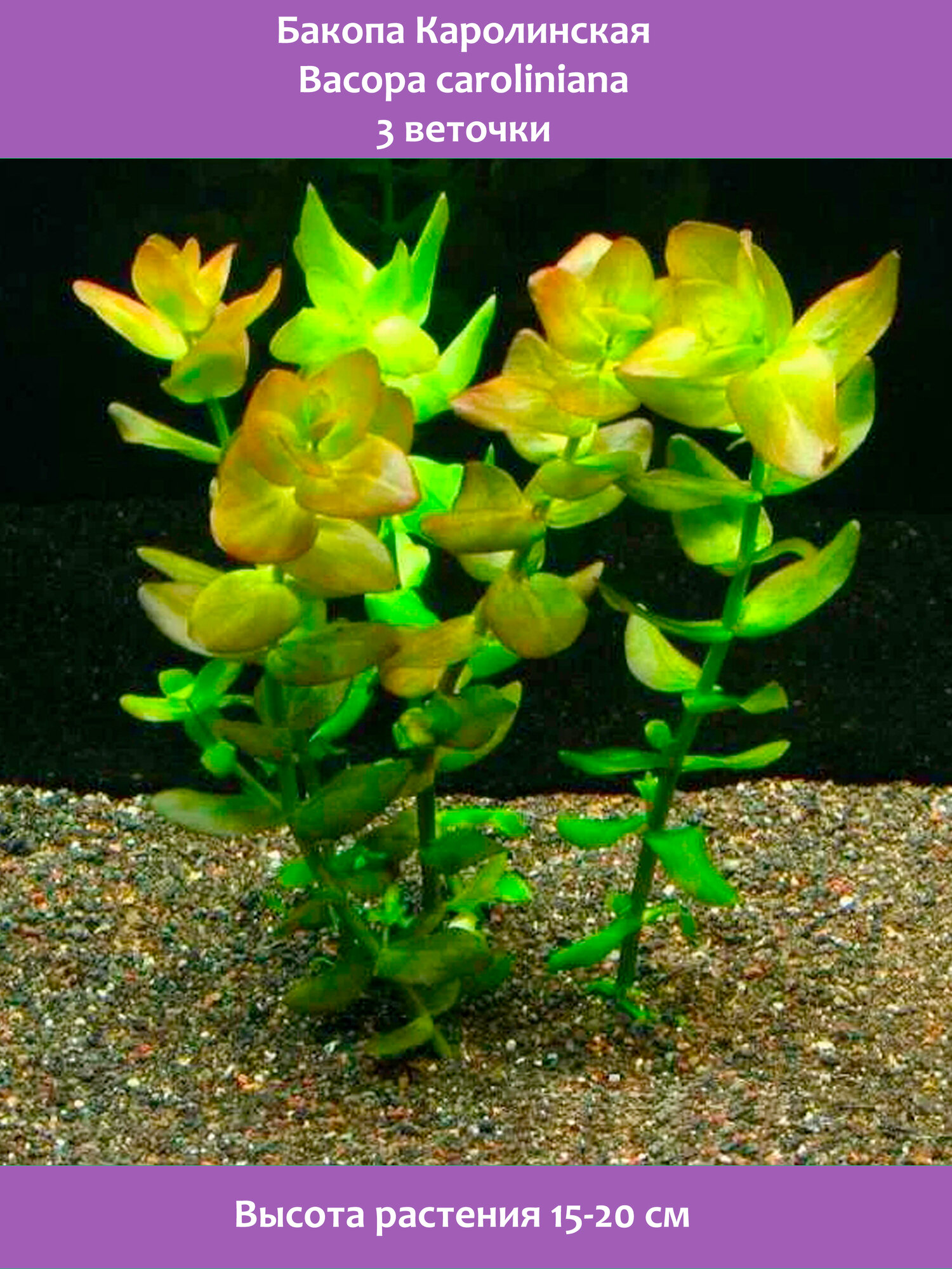 Bestfish24 Бакопа Каролинская 3 веточки растения для аквариума