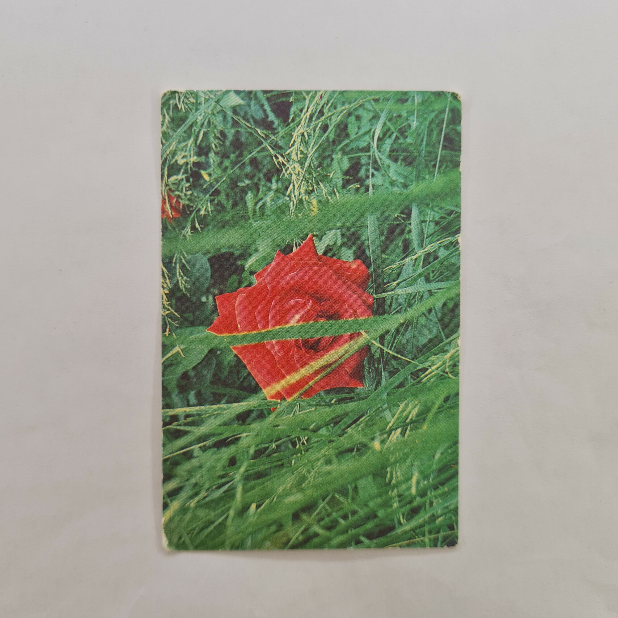 Карманный календарик СССР 1990. Красная роза в траве, цветы. Советский календарь