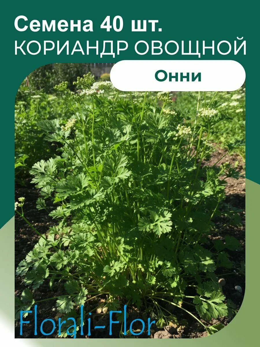 Кориандр Овощной Семена