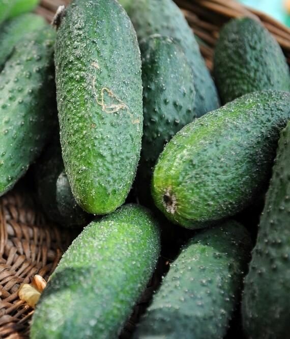 Коллекционные семена огурца F1 Капитал