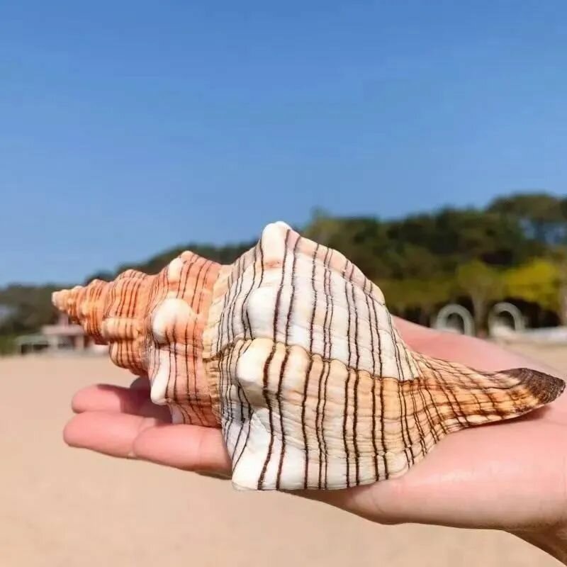 Ракушка морская натуральная Бурса Бубо12cm-13cm