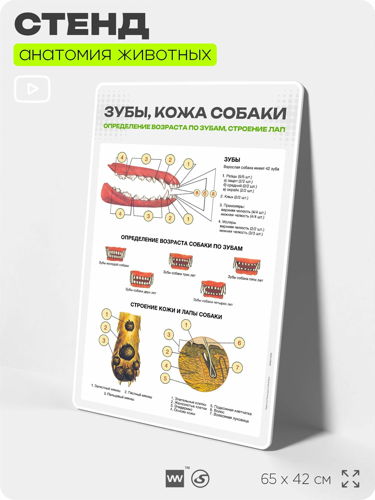 Стенд ветеринарный "Зубы и кожа собаки", плакат обучающий для ветклиники, для студентов, 65х42 см, Silver Plane x Айдентика Технолоджи