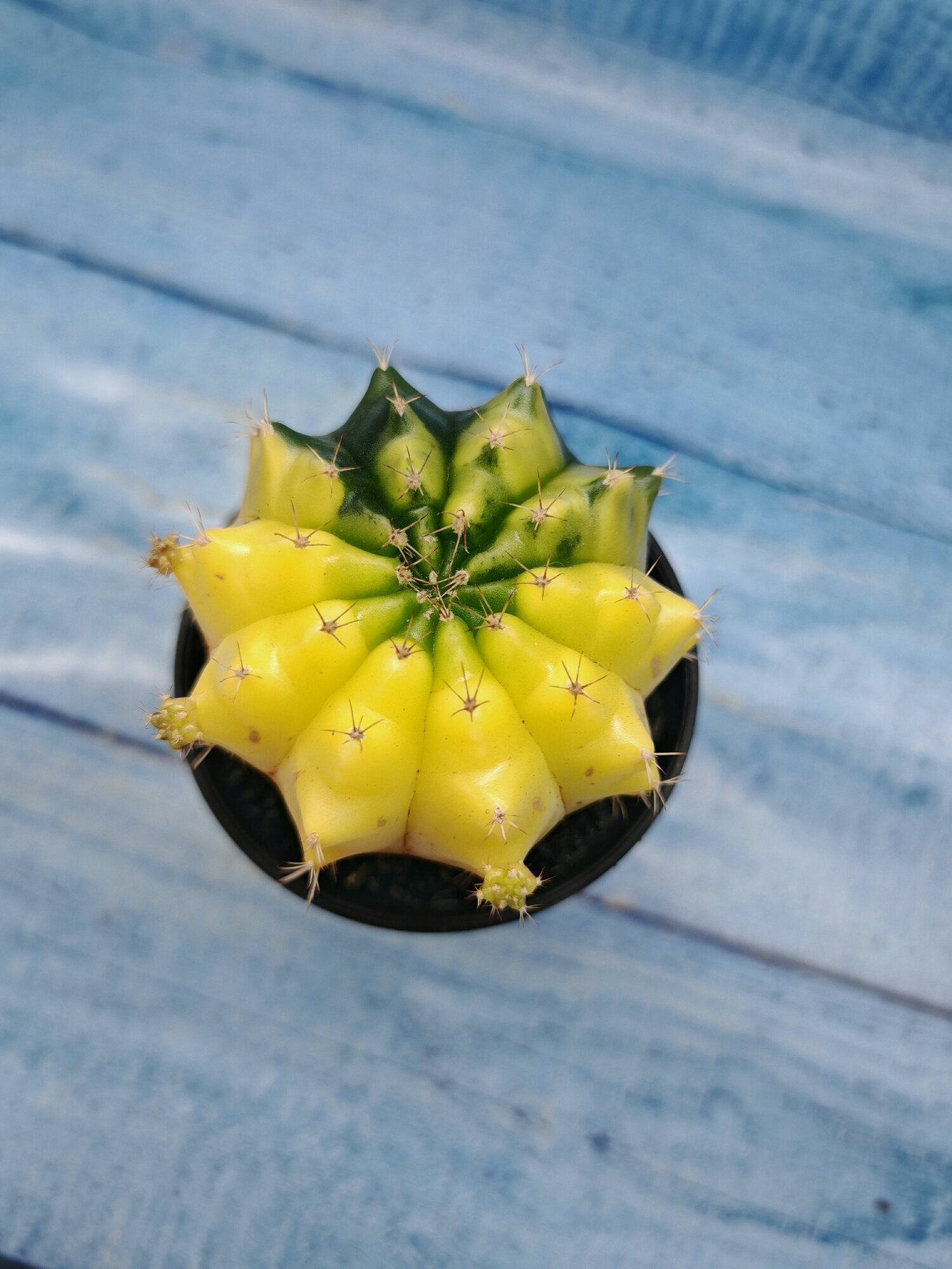 Коллекционный кактус Gymnocalycium Variegata (Гимнокалициум Вариегатный). Диаметр горшка 7 см. Субстрат Succuterra Classic и фирменный горшочек в комплекте.