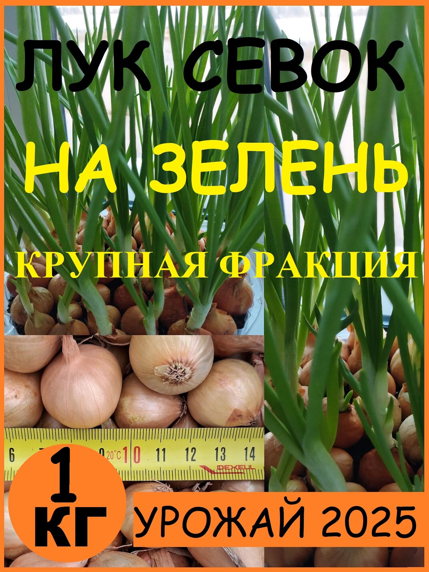 Лук севок выборок на зеленый лук. Крупная фракция. Сорт штутгартер ризен.