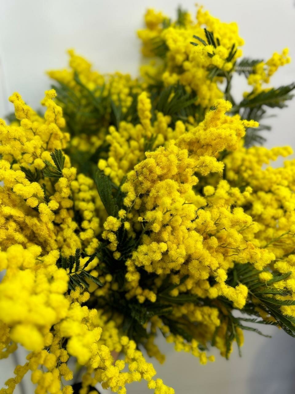 Букет мимозы