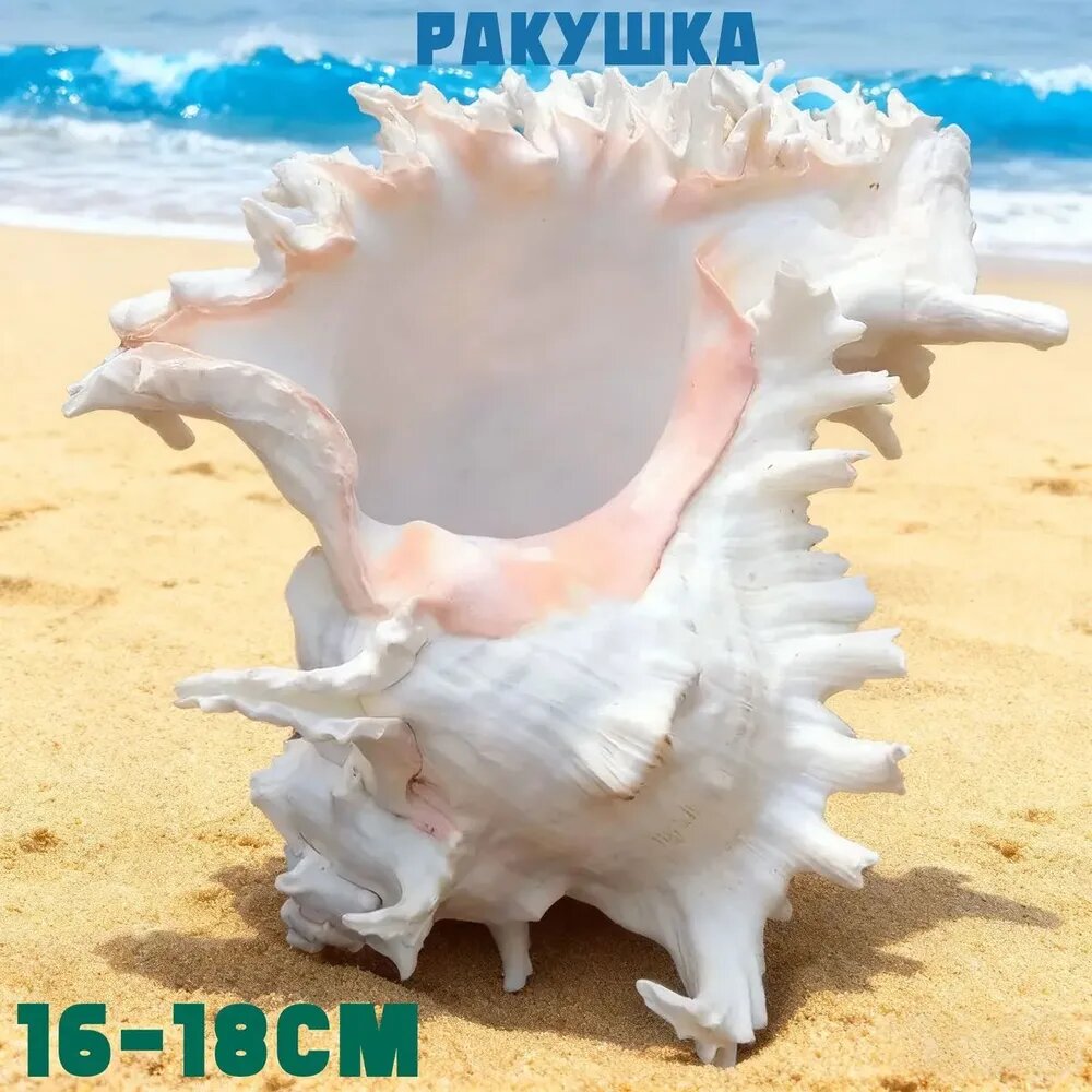 16-18 СМ Натуральная большая коралловая раковина-ракушка для домашнего декора