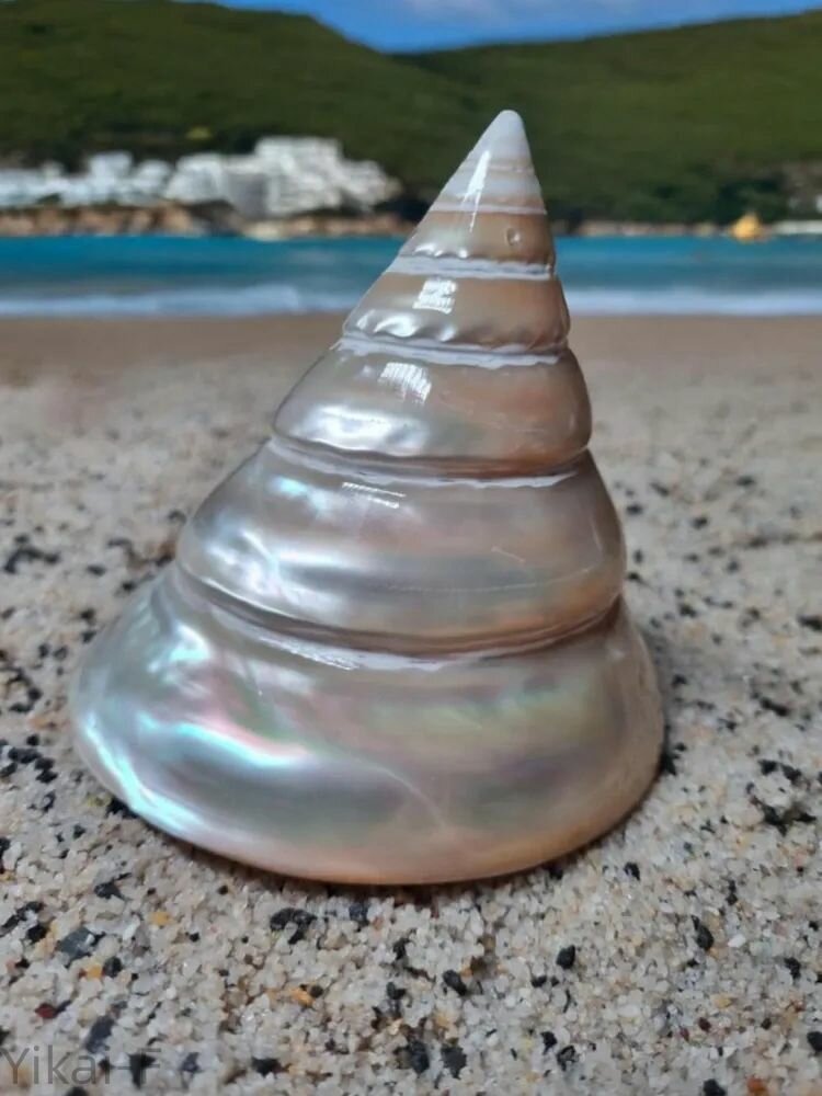 Трохус Перламутровый/ ракушка морская, натуральная/декорация для аквариума